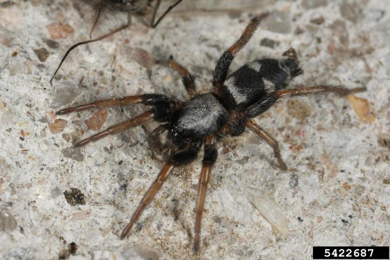 stealthy ground spider (Sergiolus montanus (Emerton, 1890))