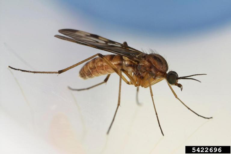window gnat (Sylvicola fenestralis (Scopoli, 1763))