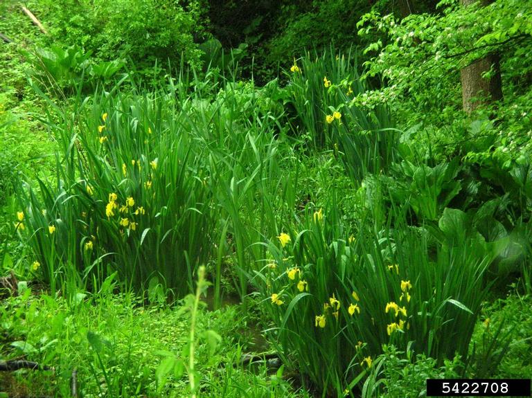 pale yellow iris, yellow flag iris (Iris pseudacorus L.)