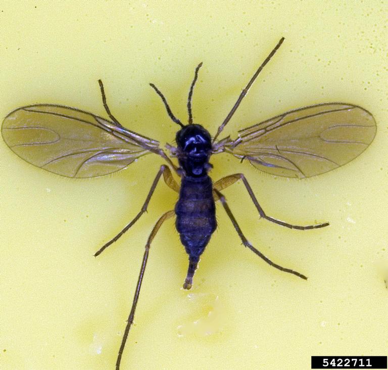 darkwinged fungus gnats (Genus Bradysia Winnertz 1867)