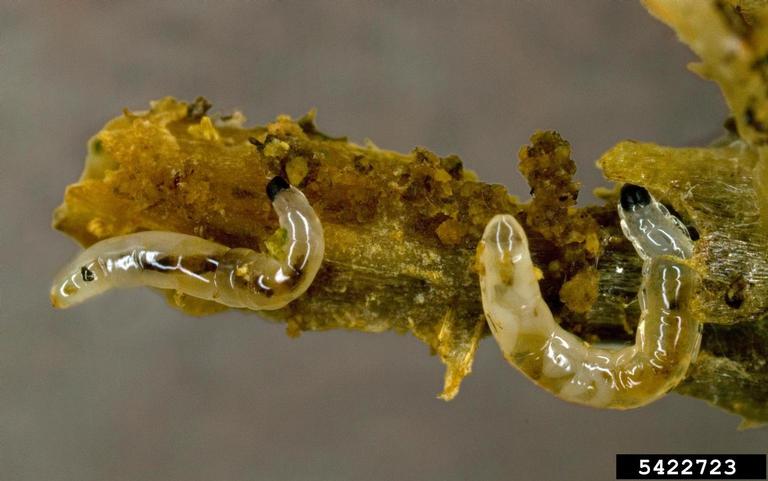 darkwinged fungus gnats (Genus Bradysia)