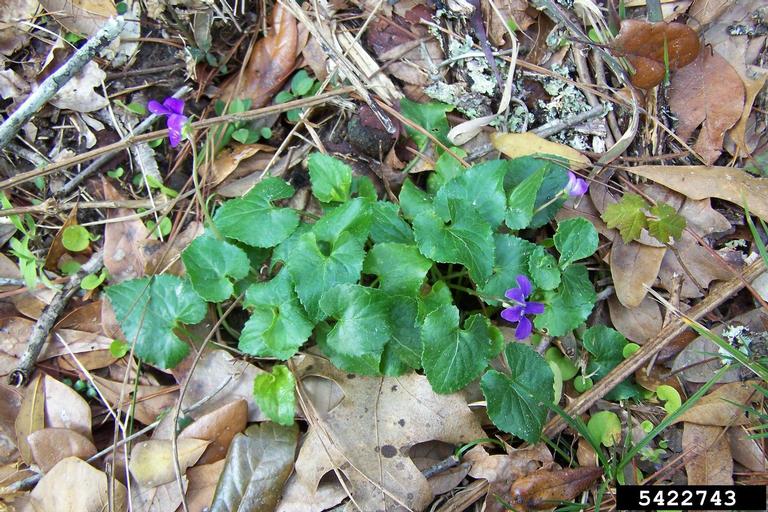 common blue violet (Viola sororia Willd.)