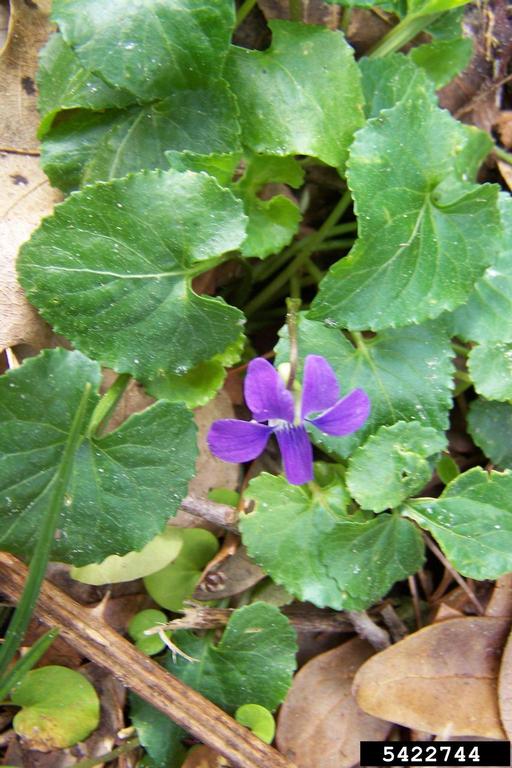 common blue violet (Viola sororia Willd.)