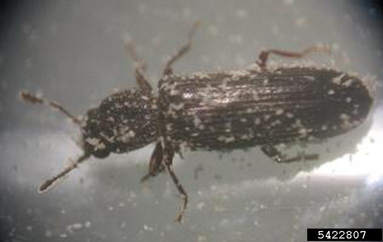 southern lyctus beetle (Lyctus carbonarius Waltl, 1832)