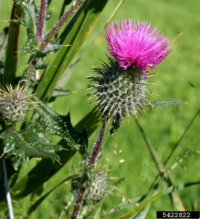bull thistle (Cirsium vulgare (Savi) Ten.)