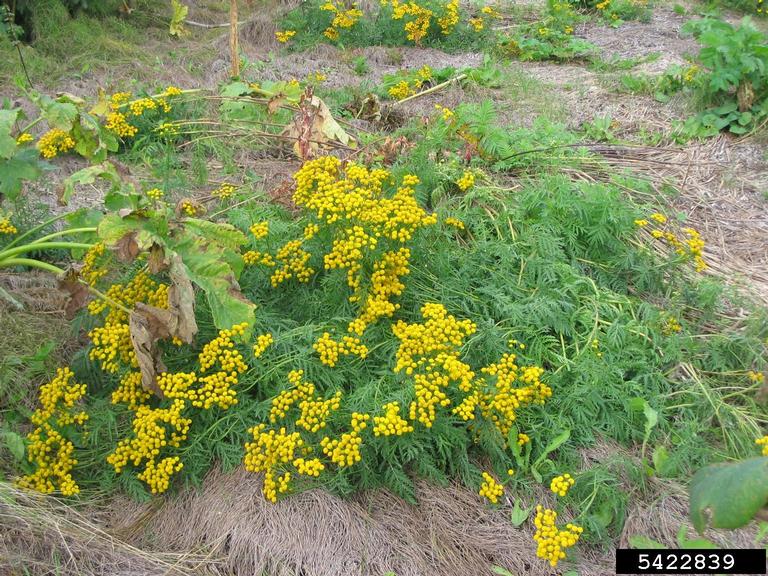 common tansy (Tanacetum vulgare L.)