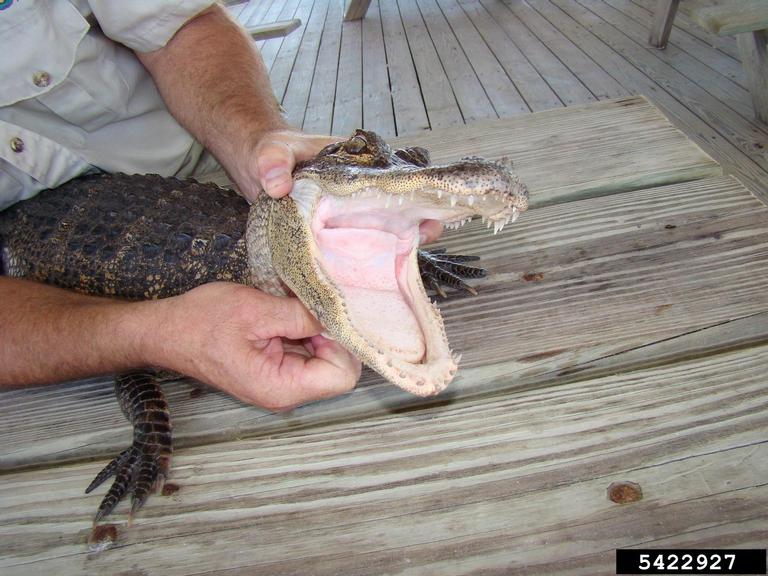 American alligator (Alligator mississippiensis)