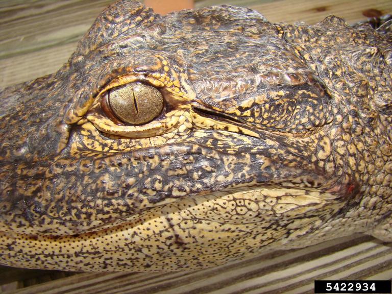 American alligator (Alligator mississippiensis)