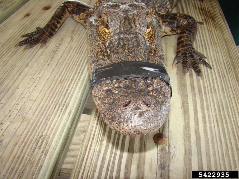 American alligator (Alligator mississippiensis)