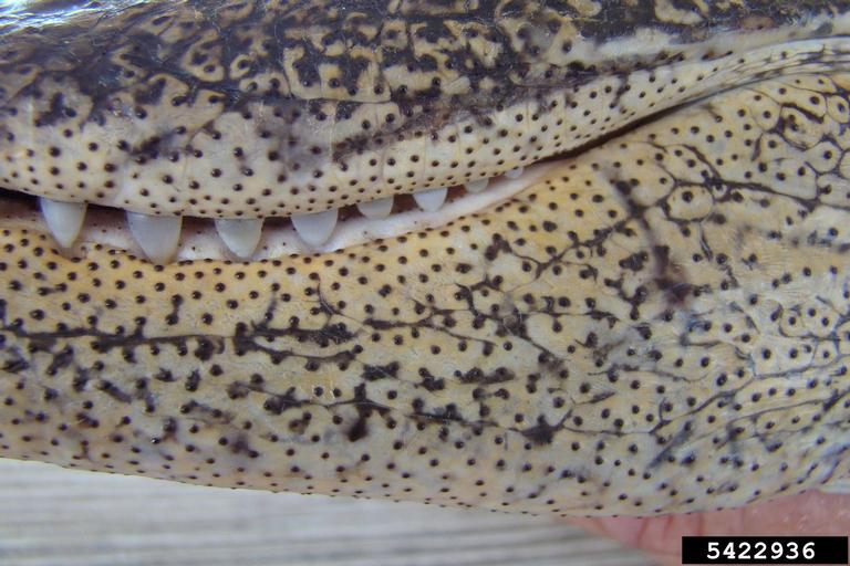 American alligator (Alligator mississippiensis)