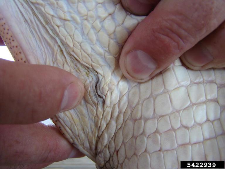 American alligator, Alligator mississippiensis (Crocodilia ...