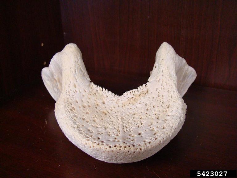 loggerhead turtle (Caretta caretta)