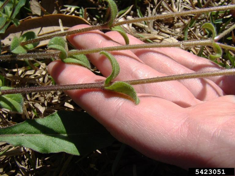 sticky chickweed (Cerastium glomeratum Thuill.)