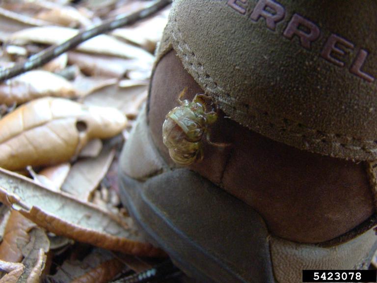 cicadas (Family Cicadidae)