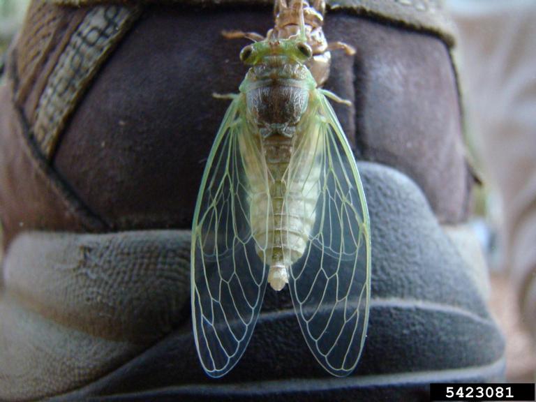cicadas (Family Cicadidae)