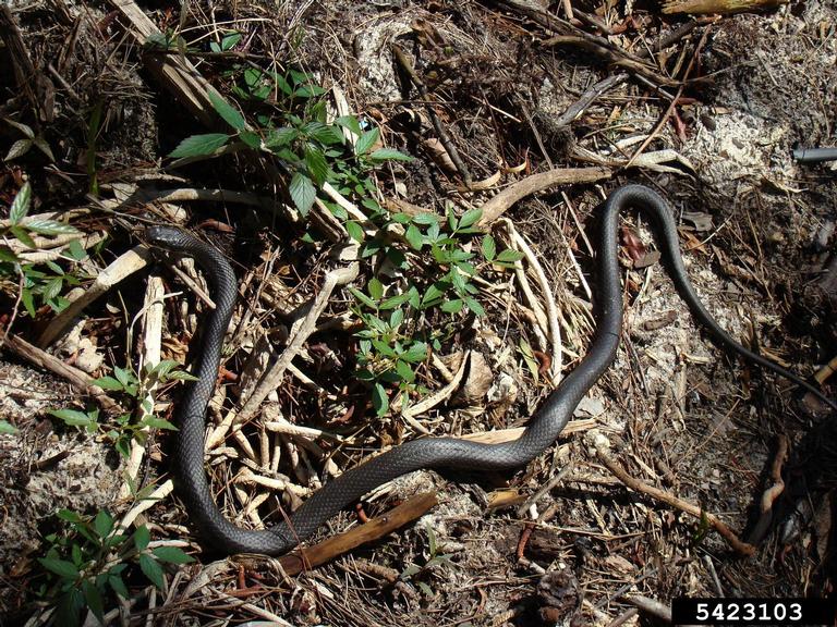 southern black racer (Coluber constrictor priapus Dunn & Wood, 1939)