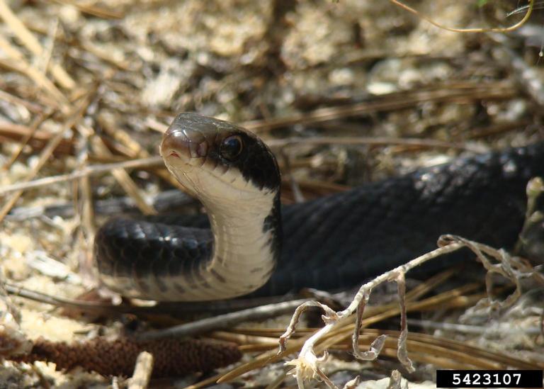 southern black racer (Coluber constrictor priapus)