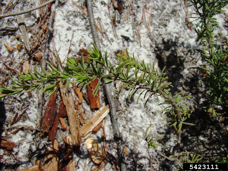 false rosemary (Conradina canescens Gray)