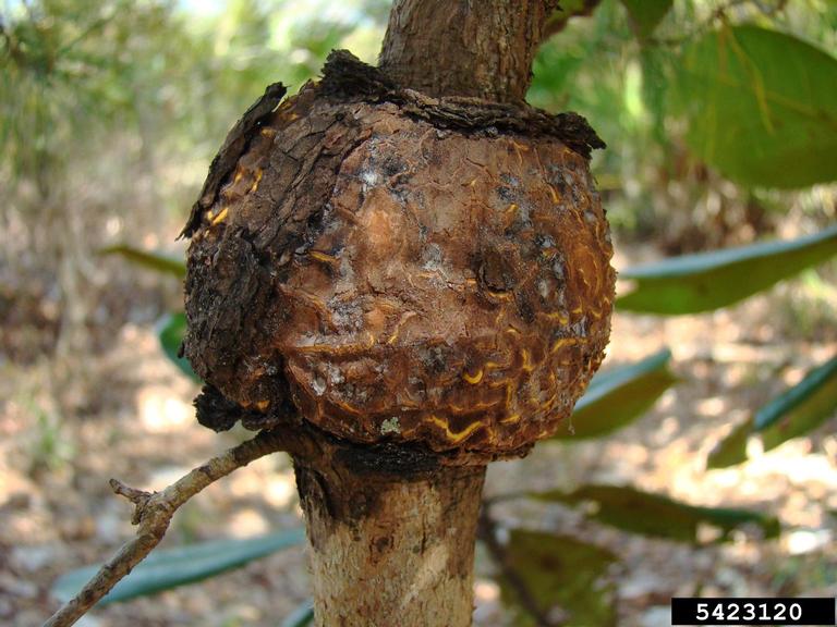 eastern pine gall rust (Cronartium quercuum)