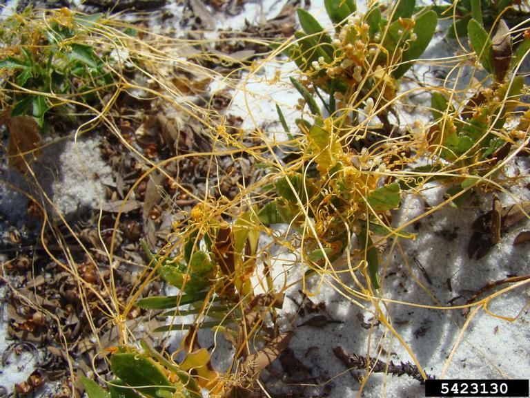 field dodder (Cuscuta pentagona)