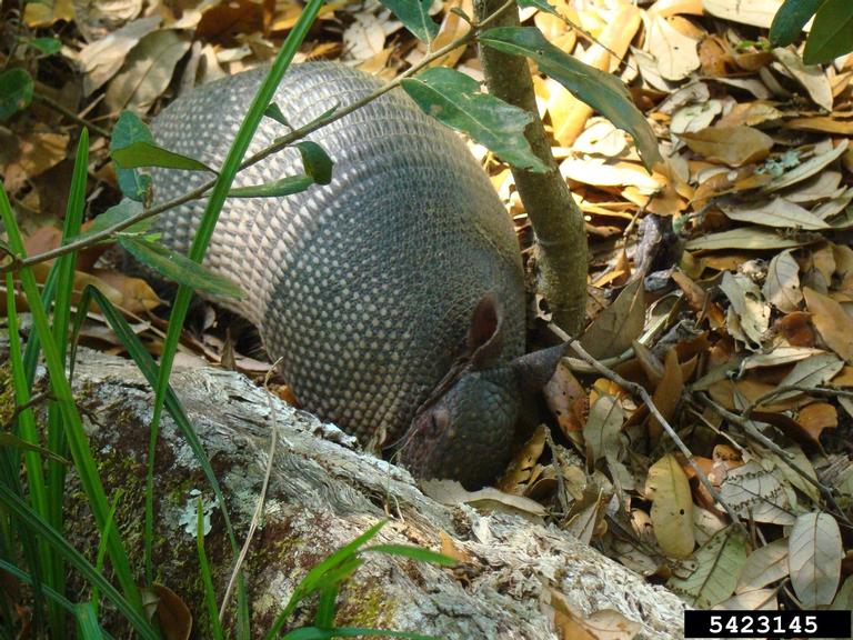 nine-banded armadillo (Dasypus novemcinctus Linnaeus, 1758)