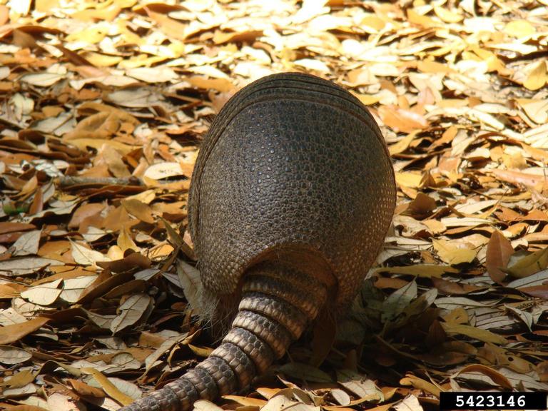 nine-banded armadillo (Dasypus novemcinctus Linnaeus, 1758)