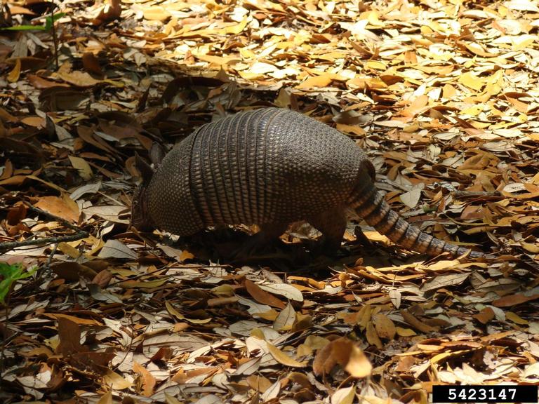 nine-banded armadillo (Dasypus novemcinctus Linnaeus, 1758)