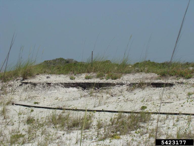 sand dune