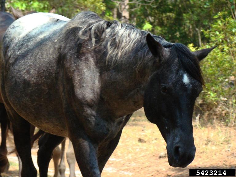 horse (feral) (Equus caballus (feral type))