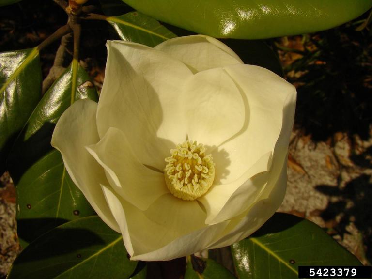 southern magnolia (Magnolia grandiflora L.)