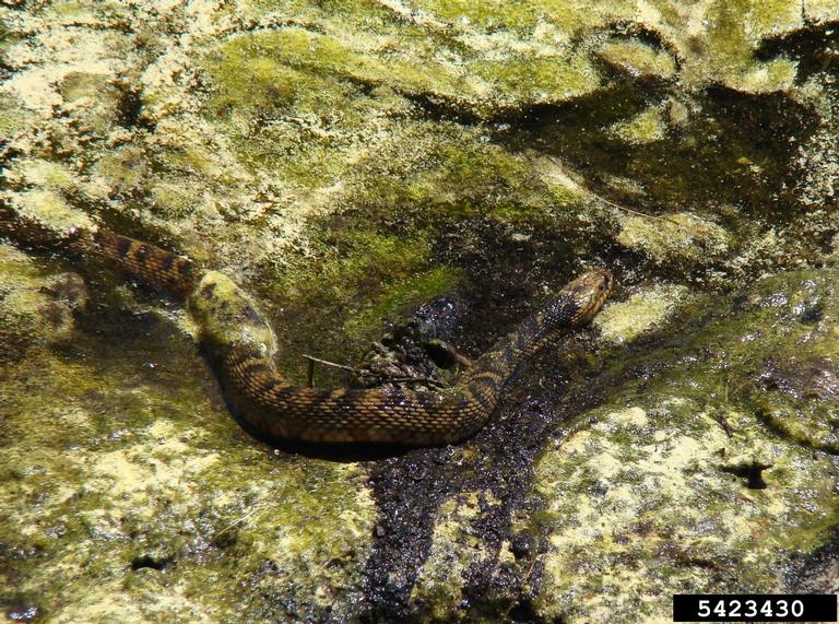 southern water snake (Nerodia fasciata fasciata (Linnaeus, 1766))
