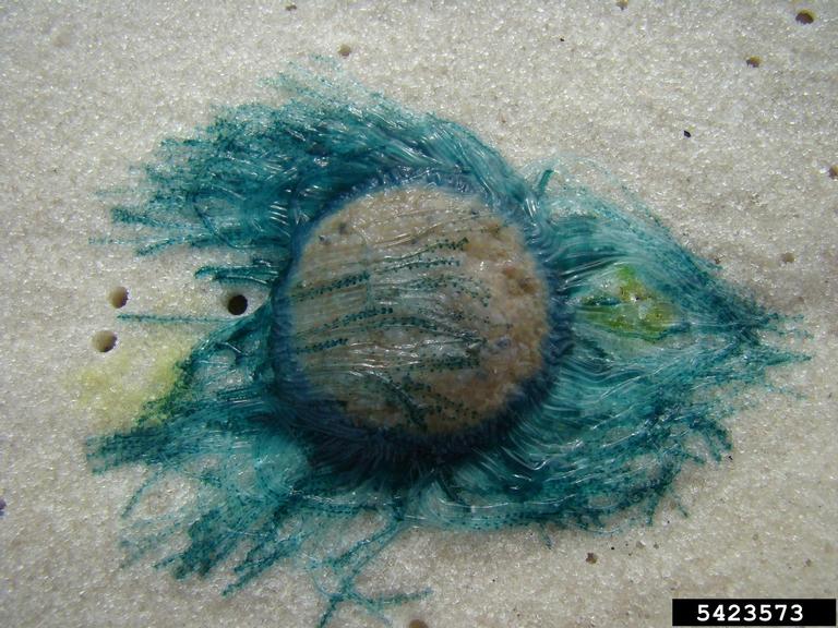 blue button (Porpita porpita (Linnaeus, 1758))