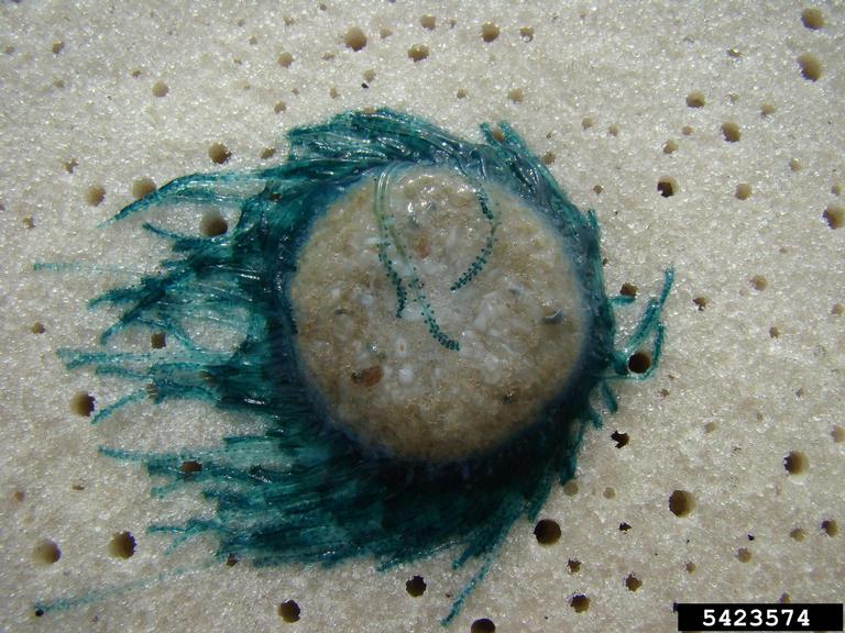 blue button (Porpita porpita)