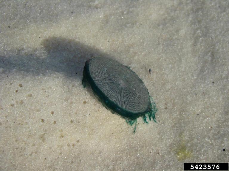 blue button (Porpita porpita (Linnaeus, 1758))