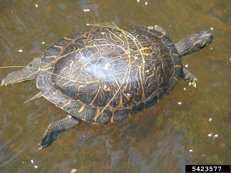 Florida Cooter (Pseudemys floridana (LE CONTE, 1830))