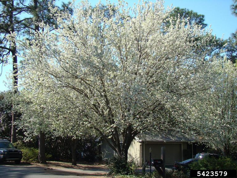 Callery pear (Bradford pear) (Pyrus calleryana Decne.)
