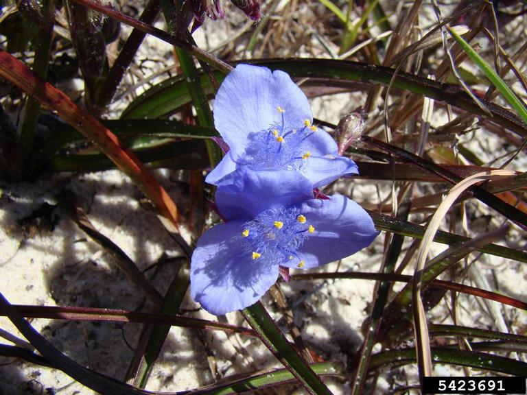 common spiderwort (Tradescantia ohiensis Raf.)