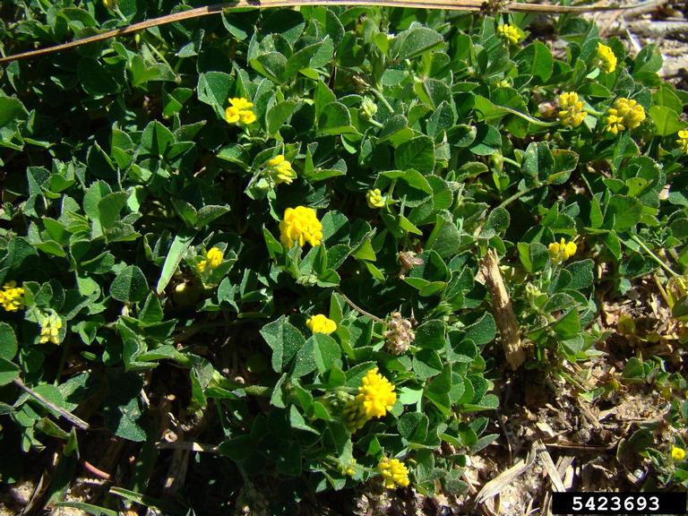 large hop clover (Trifolium campestre Schreb.)