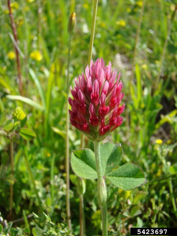 crimson clover (Trifolium incarnatum L.)