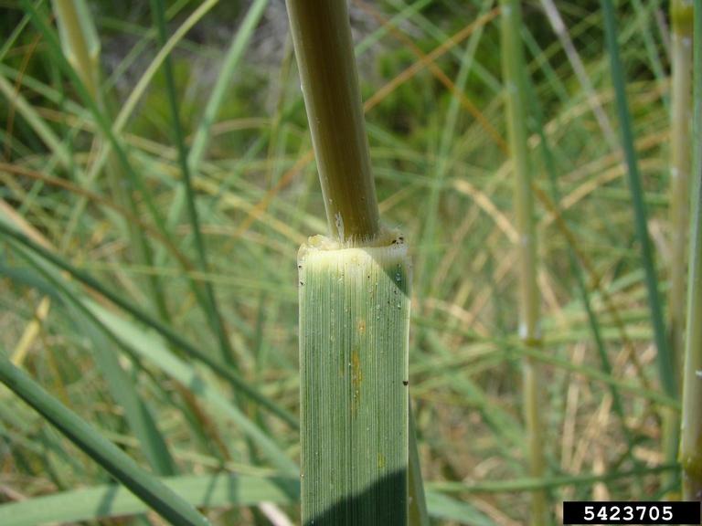 seaoats (Uniola paniculata L.)