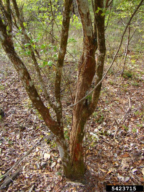 sparkleberry (Vaccinium arboreum Marsh.)