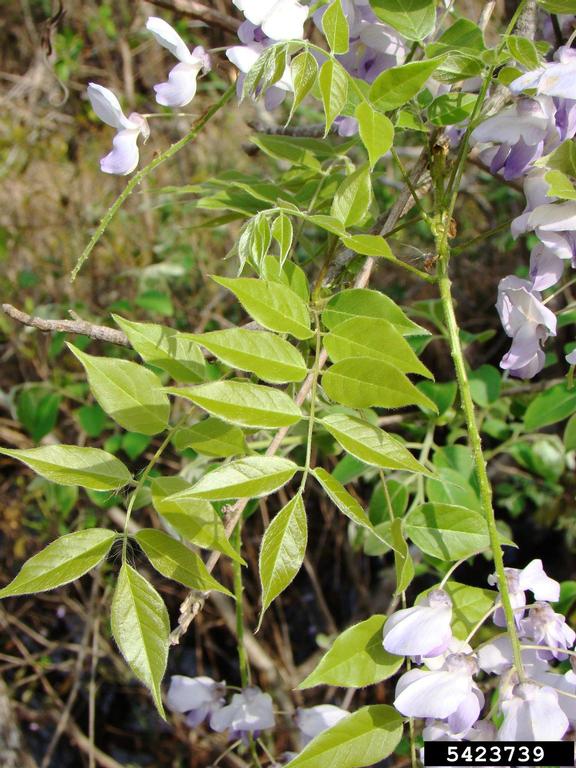 Chinese wisteria (Wisteria sinensis)