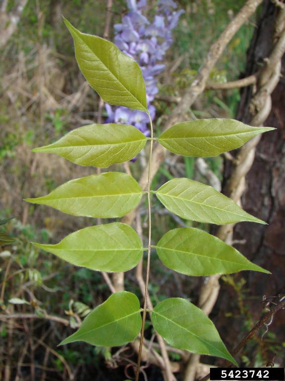 Chinese wisteria (Wisteria sinensis)