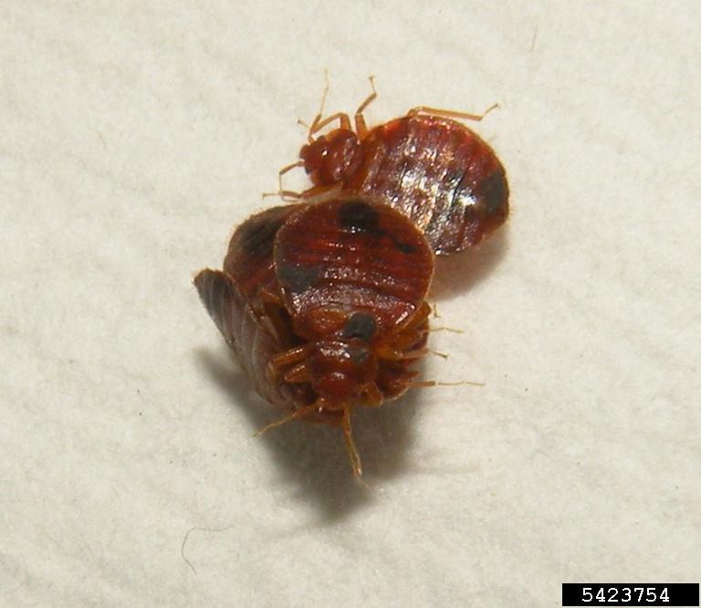 bed bug, Cimex lectularius (Hemiptera: Cimicidae) - 5423754