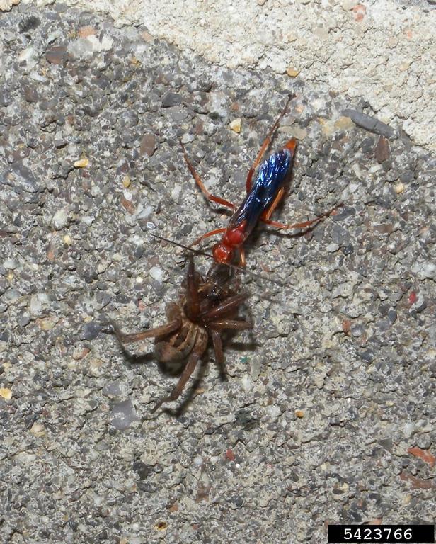 spider wasps (Family Pompilidae)