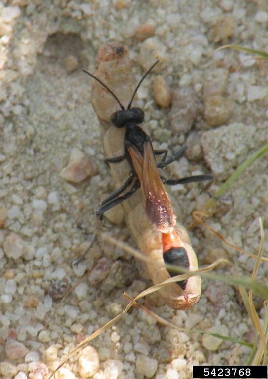 Sphecid wasp (Ammophila pictipennis Walsh 1869)