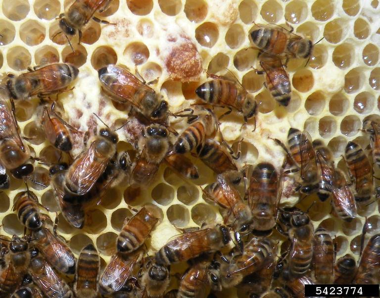 honey bee (Apis mellifera Linnaeus)