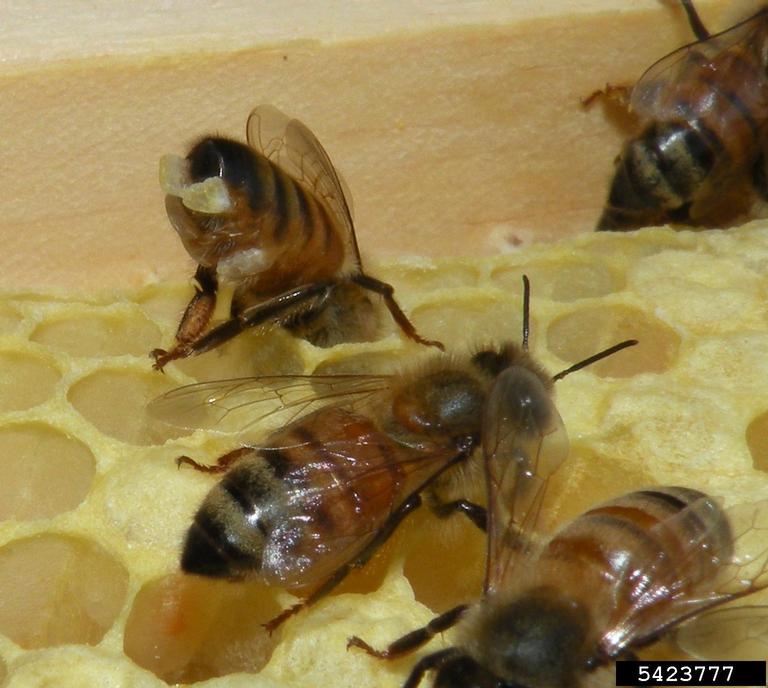 honey bee (Apis mellifera Linnaeus)