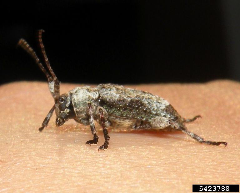 long-horned beetle (Leptostylus transversus (Gyllenhal, 1817))