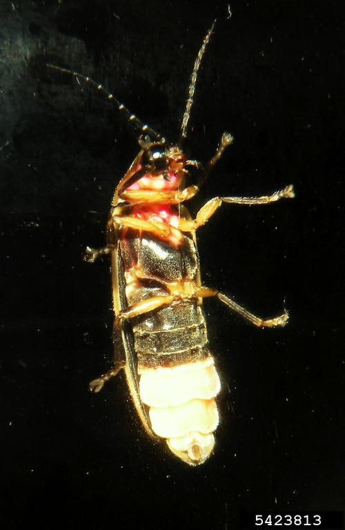 common eastern firefly (Photinus pyralis (Linnaeus, 1767))